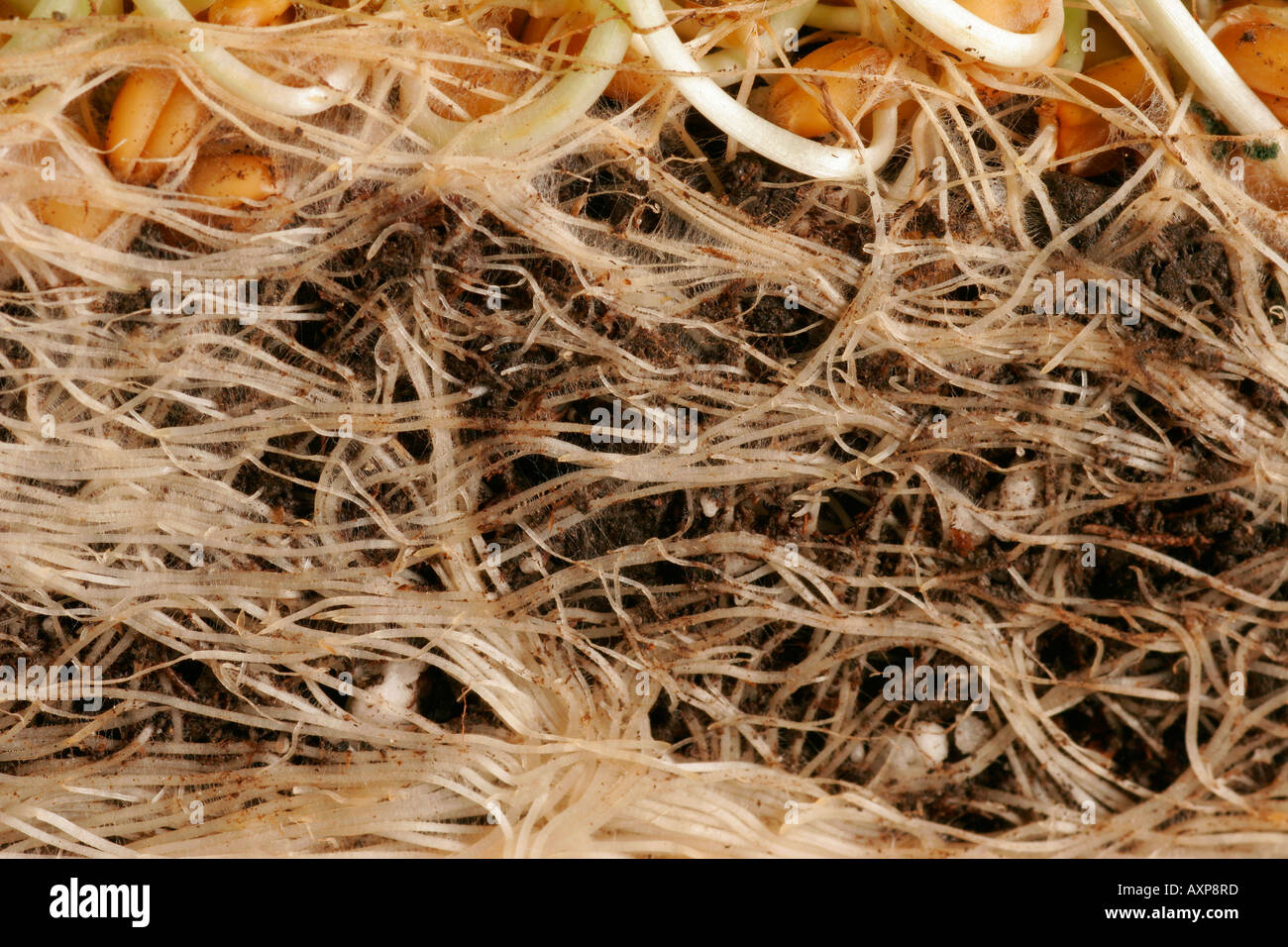 Roots of wheatgrass Stock Photo - Alamy