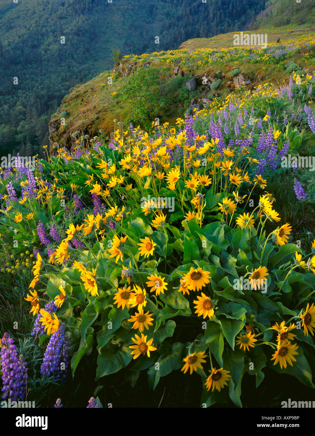 Columbia Gorge National Scenic Area OR Balsam root and lupine on McCall ...