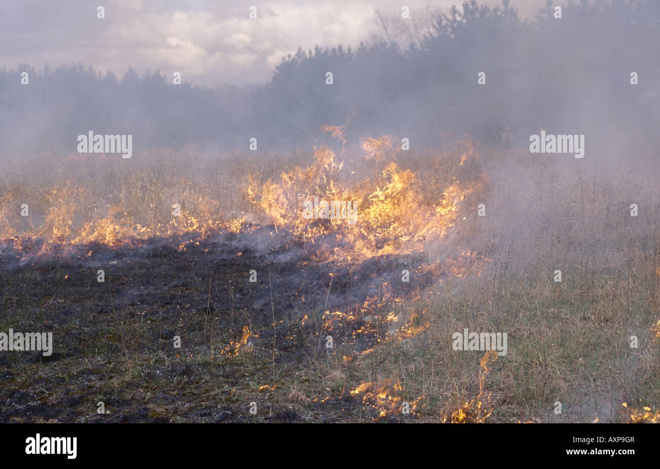 Controlled burn in grasses Stock Photo - Alamy