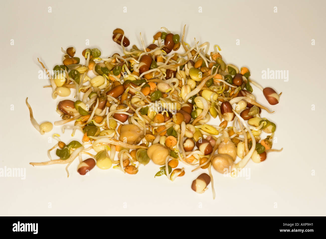 Studio still life of bean sprouts Stock Photo - Alamy