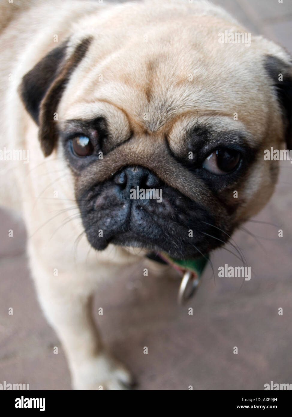 cute bulldog staring at camera Stock Photo - Alamy