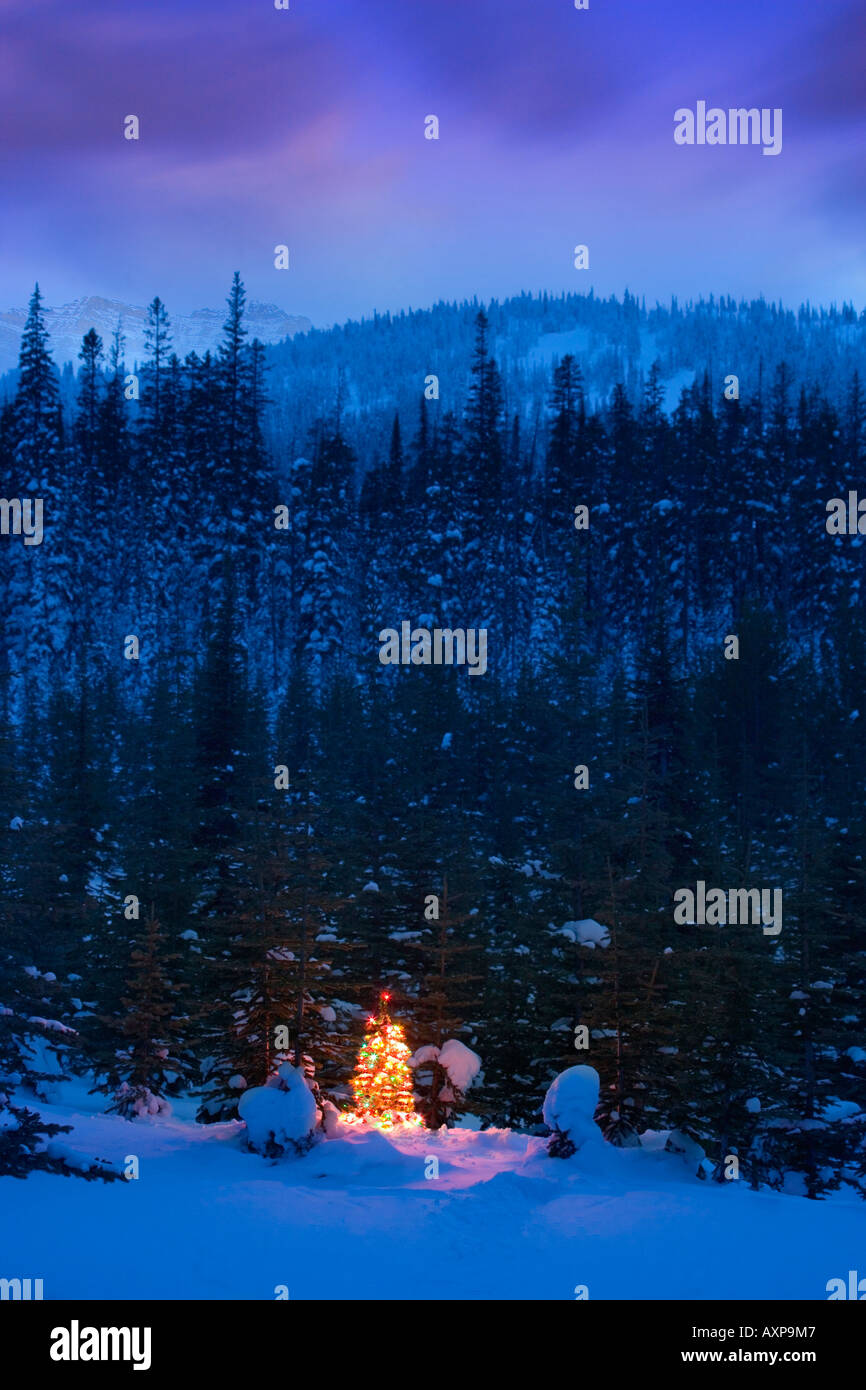 Christmas lights night in woodlands hi-res stock photography and images ...