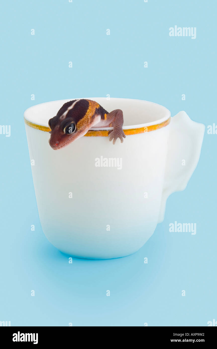 African Fat tailed gecko in a cup Stock Photo - Alamy