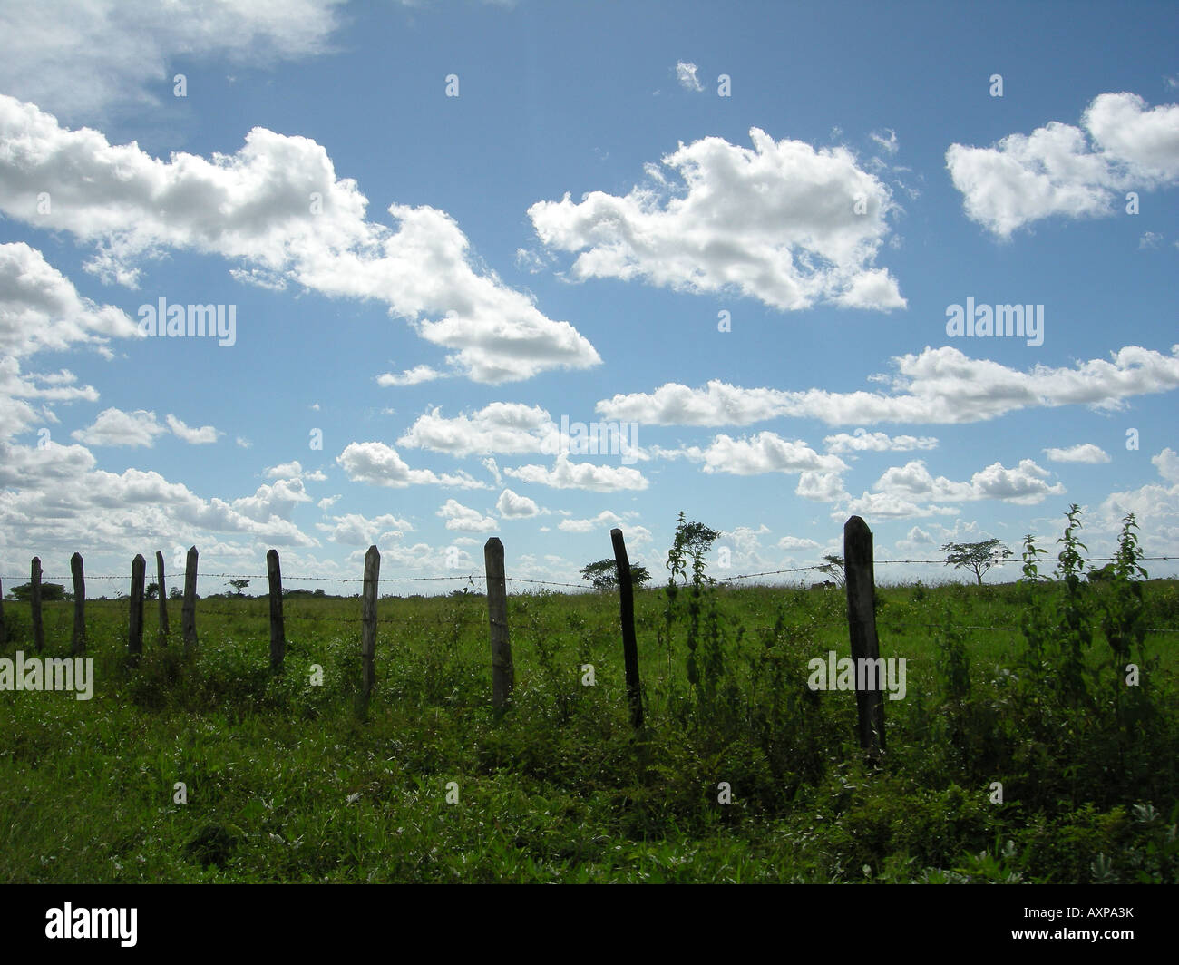 Los llanos venezuela hi-res stock photography and images - Alamy