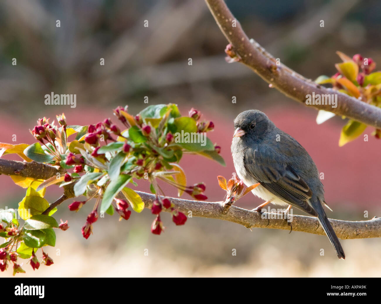 Dark eyed Junco, Junco hyemalis, perches in a budding crabapple tree in ...
