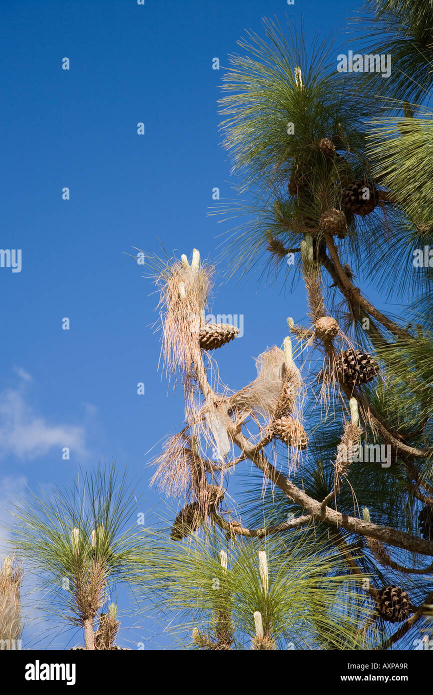 Stock Photo of Pine Processionary Moth Nest on Pine Tree Stock Photo ...