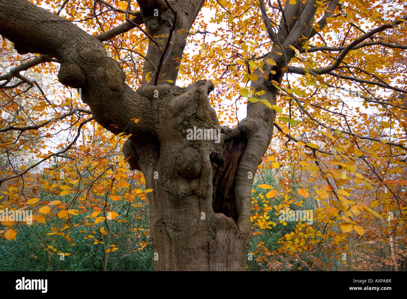 Coppiced Beech, Burnham Beeches, Burnham near Slough, Buckinghamshire ...
