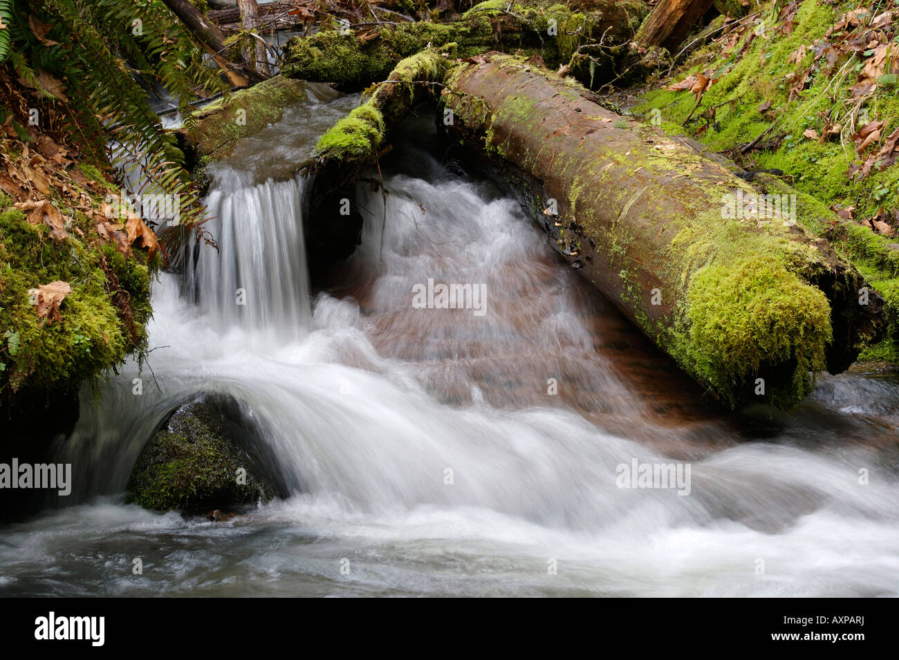 Cascading water through tree hi-res stock photography and images - Alamy
