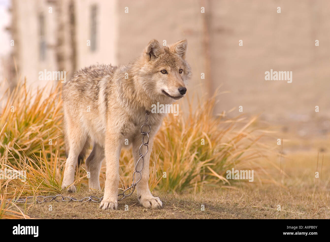 Mongolian wolf hunt hi-res stock photography and images - Alamy