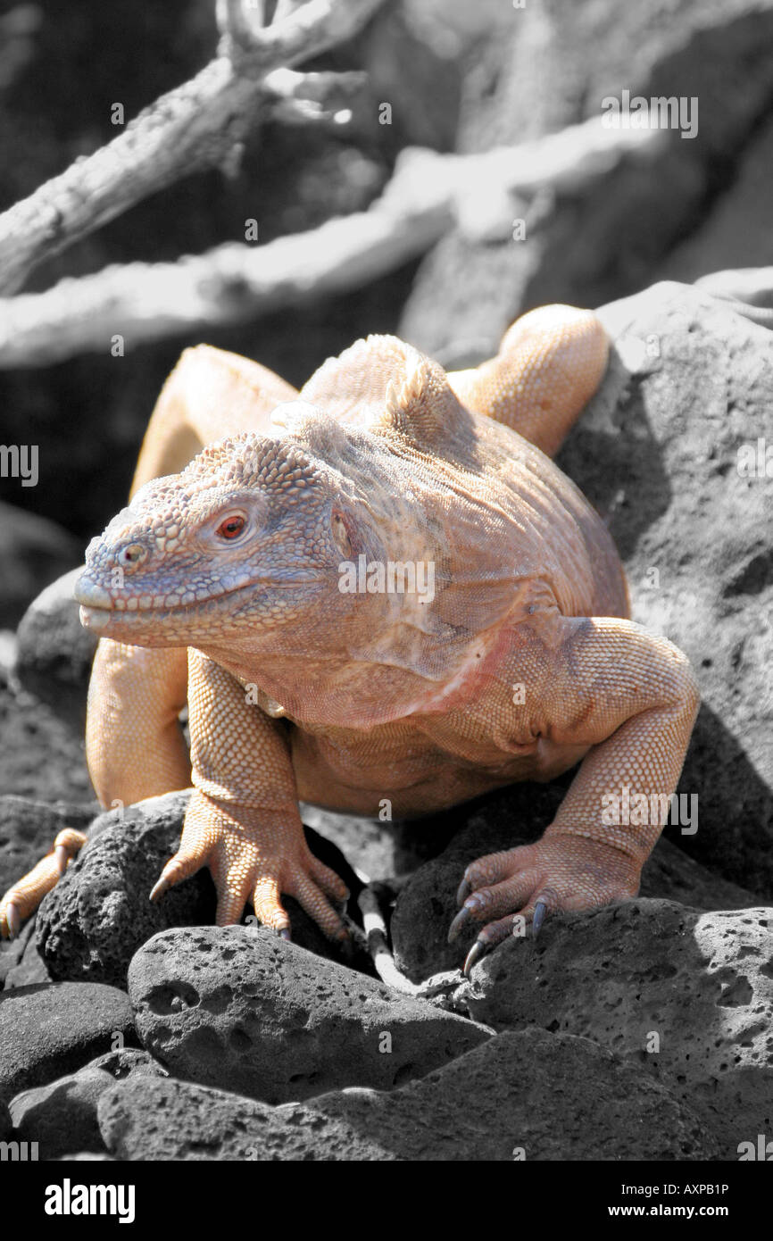 Smiling Iguana 2 Stock Photo - Alamy