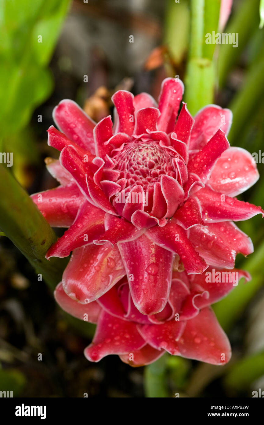 Ginger flower hi-res stock photography and images - Alamy