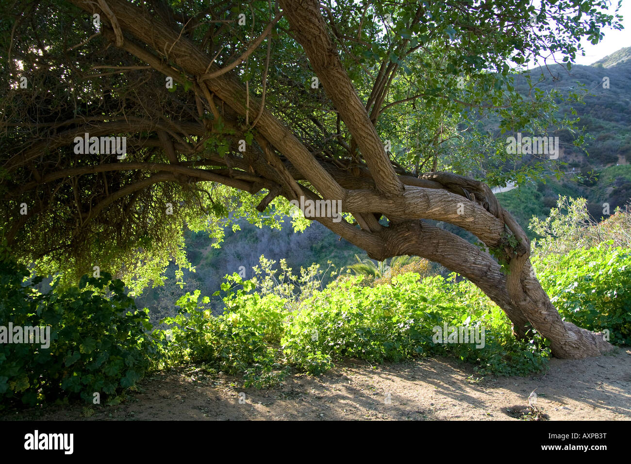 leaning tree on a canyon path in Runyon Canyon in the hollywood hills ...