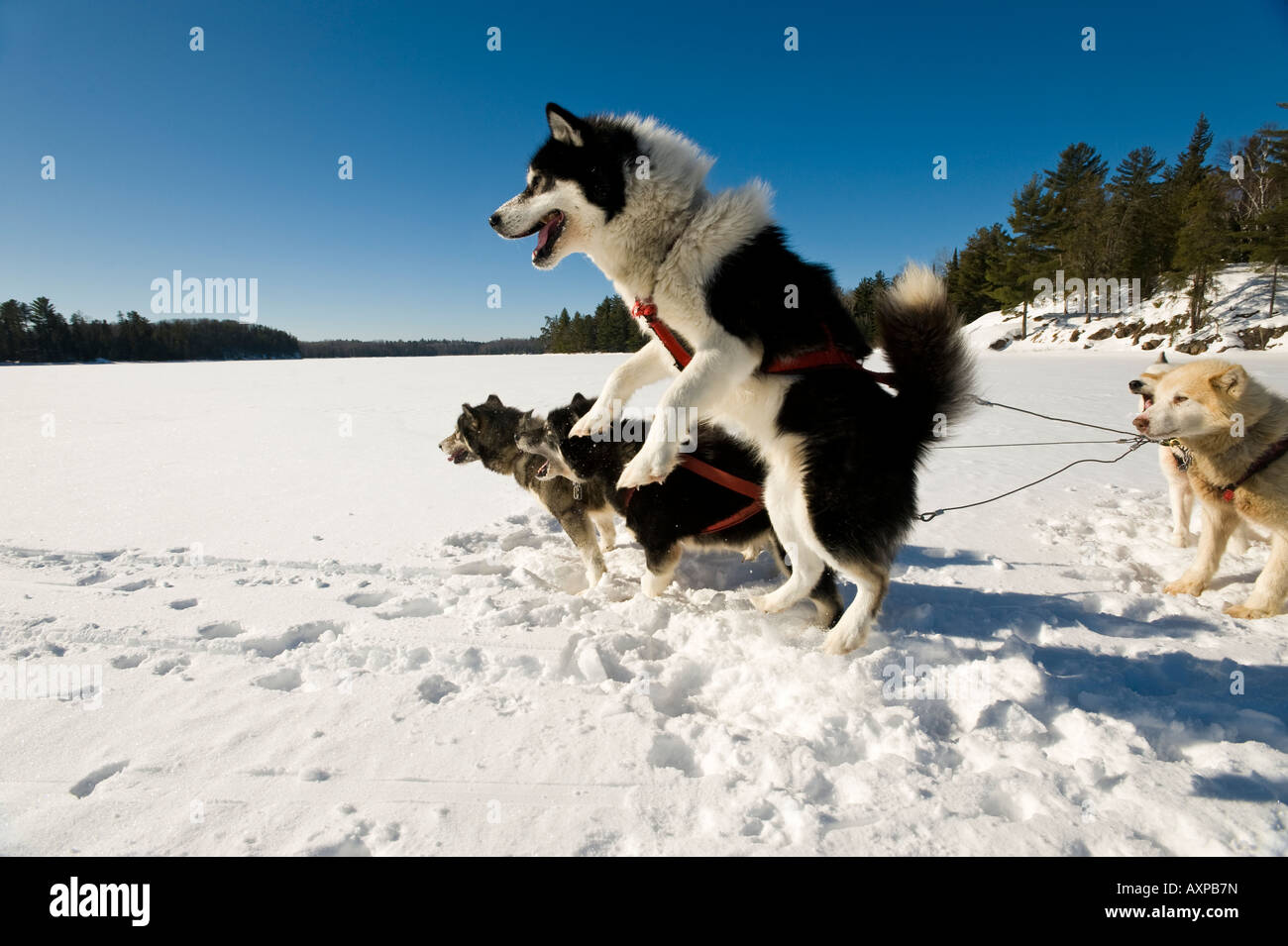 A CANADIAN INUIT DOG JUMPS WITH EXCITEMENT TO PULL SLED BOUNDARY WATERS ...