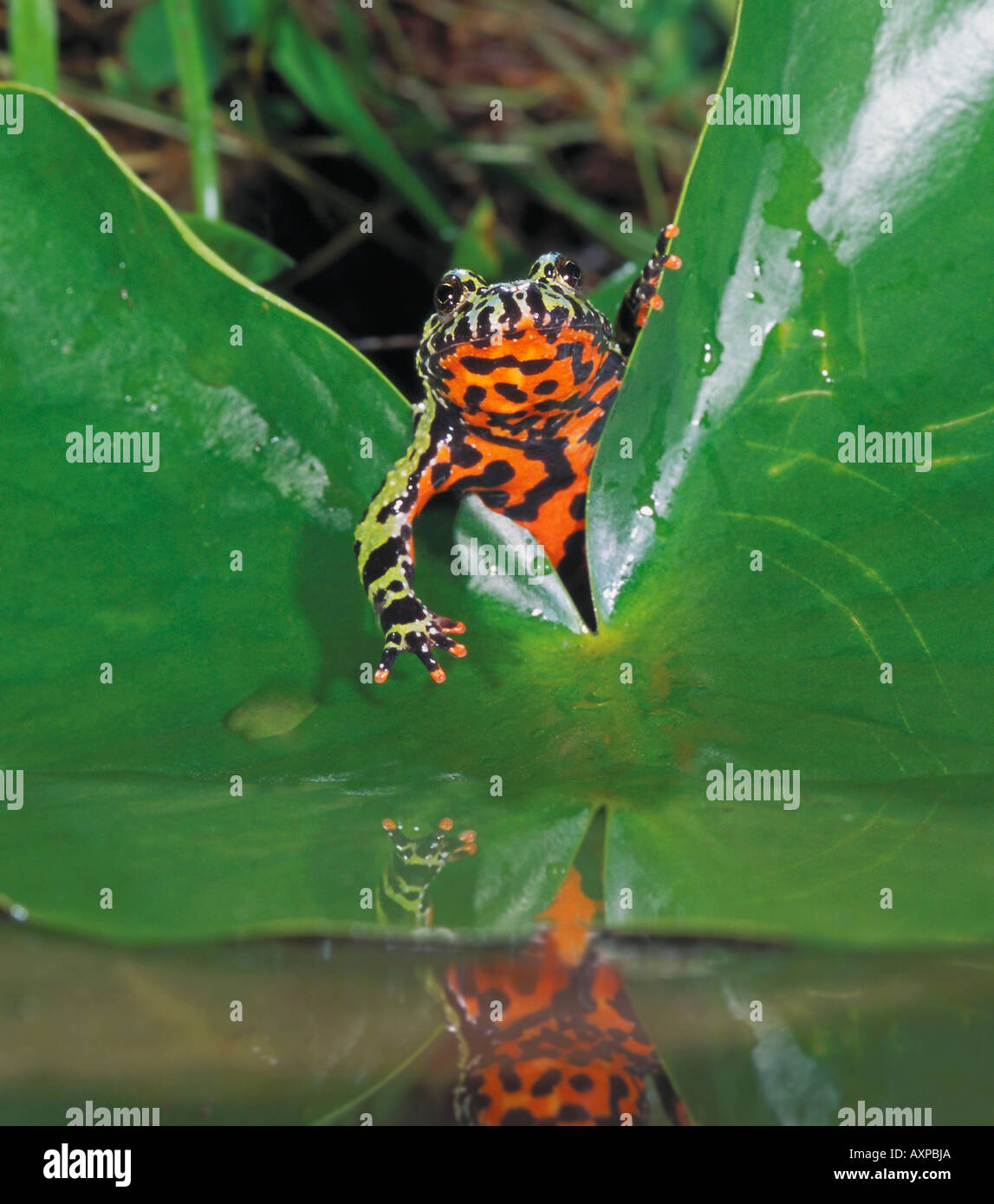 Fire bellied Toad Stock Photo - Alamy