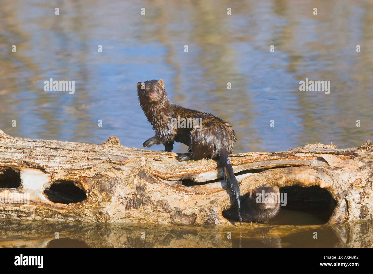 Mink hollow hi-res stock photography and images - Alamy