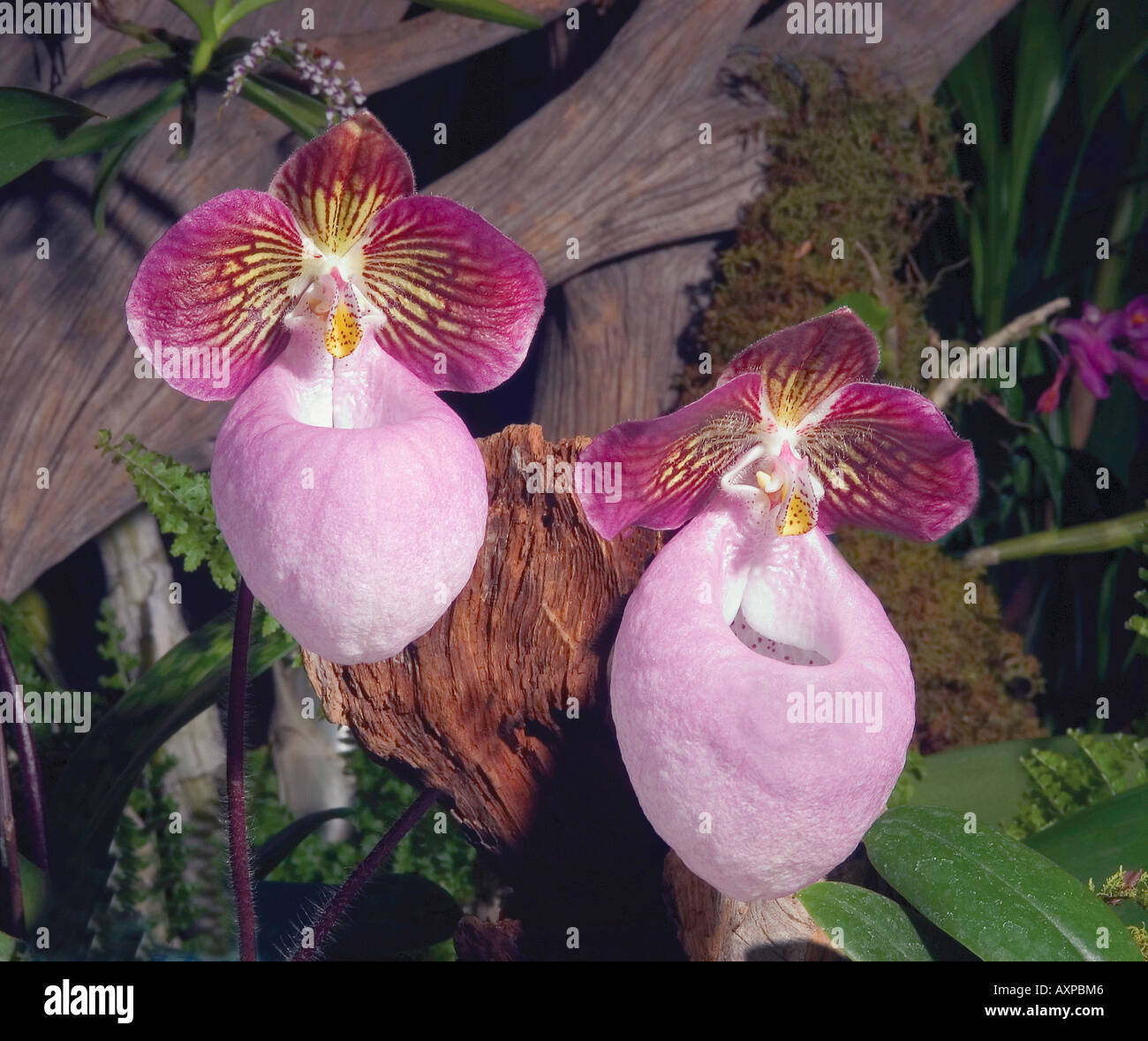Orchids elegant blooms hi-res stock photography and images - Alamy