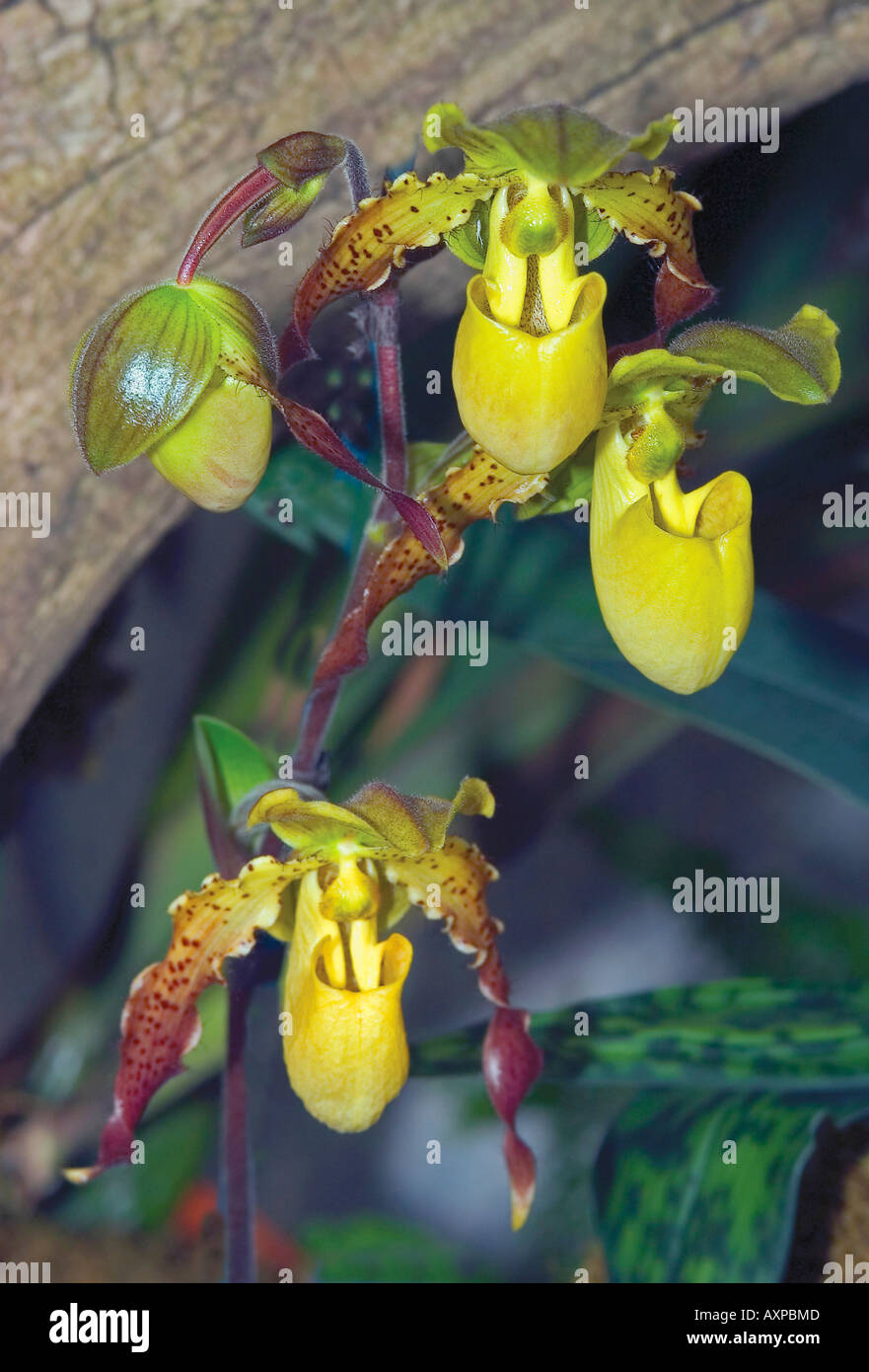 Orchids elegant blooms hi-res stock photography and images - Alamy