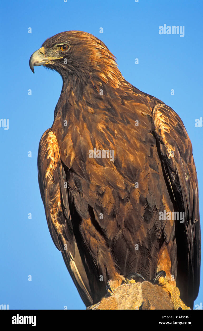 Golden eagle aquila chrysaetos with prey on rock hi-res stock ...