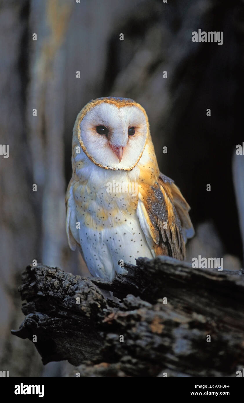 Barn owl portrait Stock Photo - Alamy