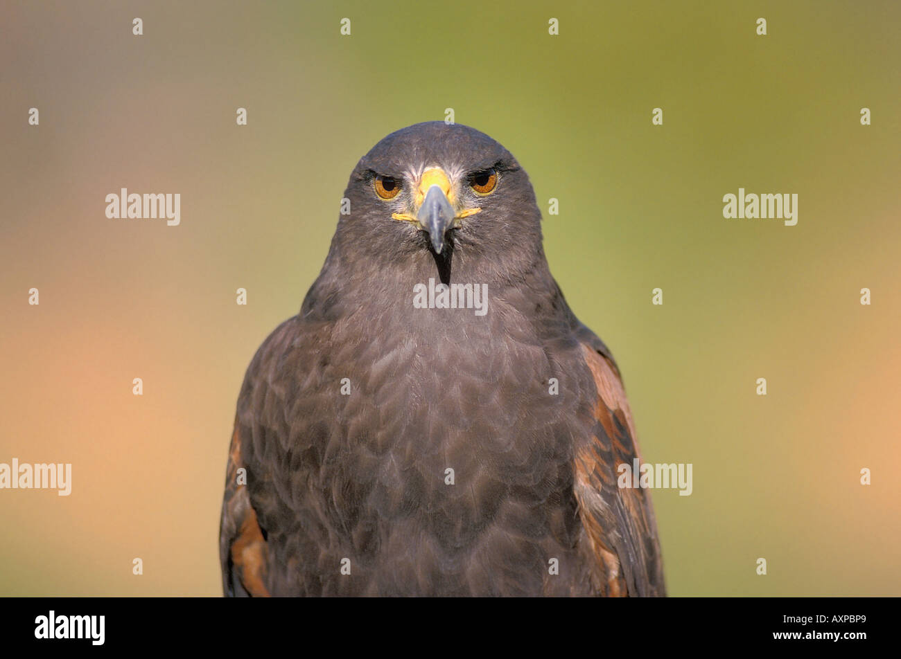 Harris hawks hunting hi-res stock photography and images - Alamy