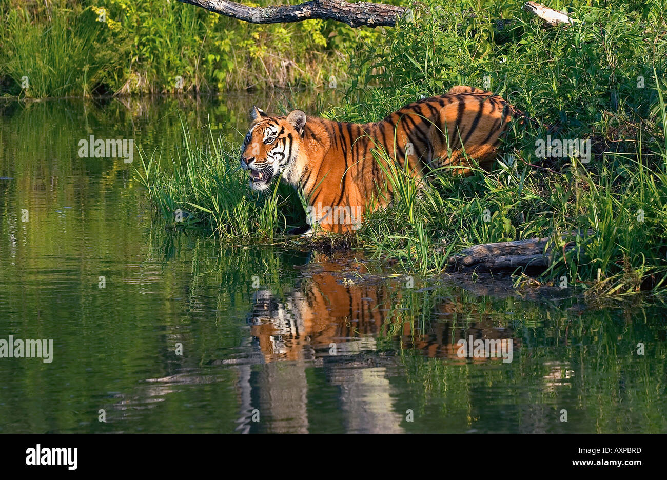 Tiger at a river bank Stock Photo - Alamy