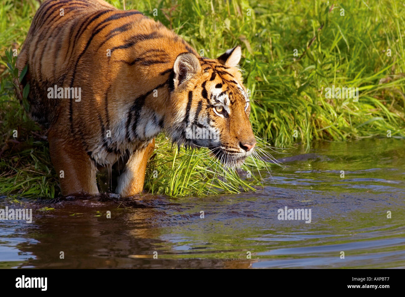 Tiger Standing in Water Stock Photo - Alamy