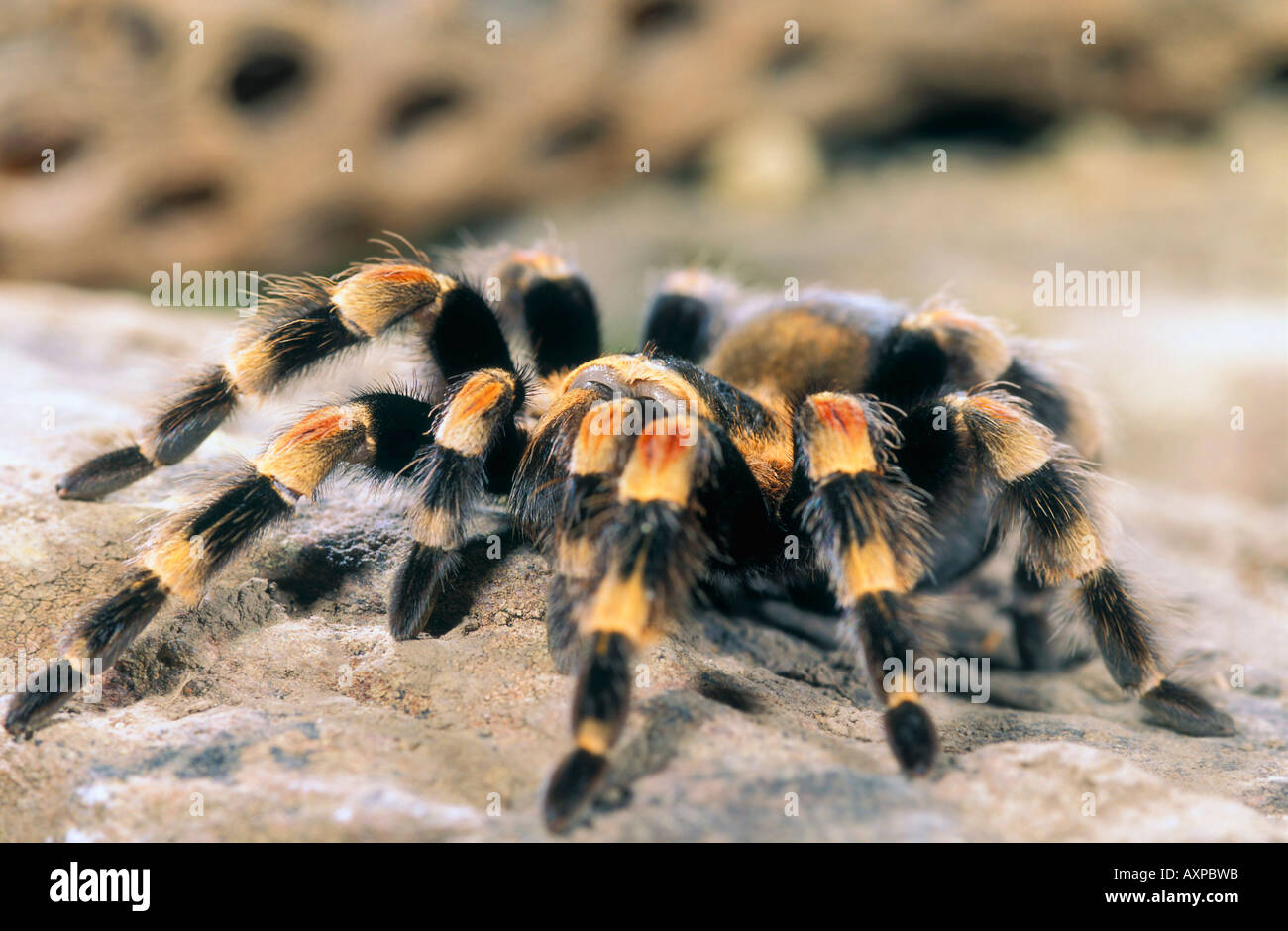 Terantula Mexican Red Leg Stock Photo - Alamy