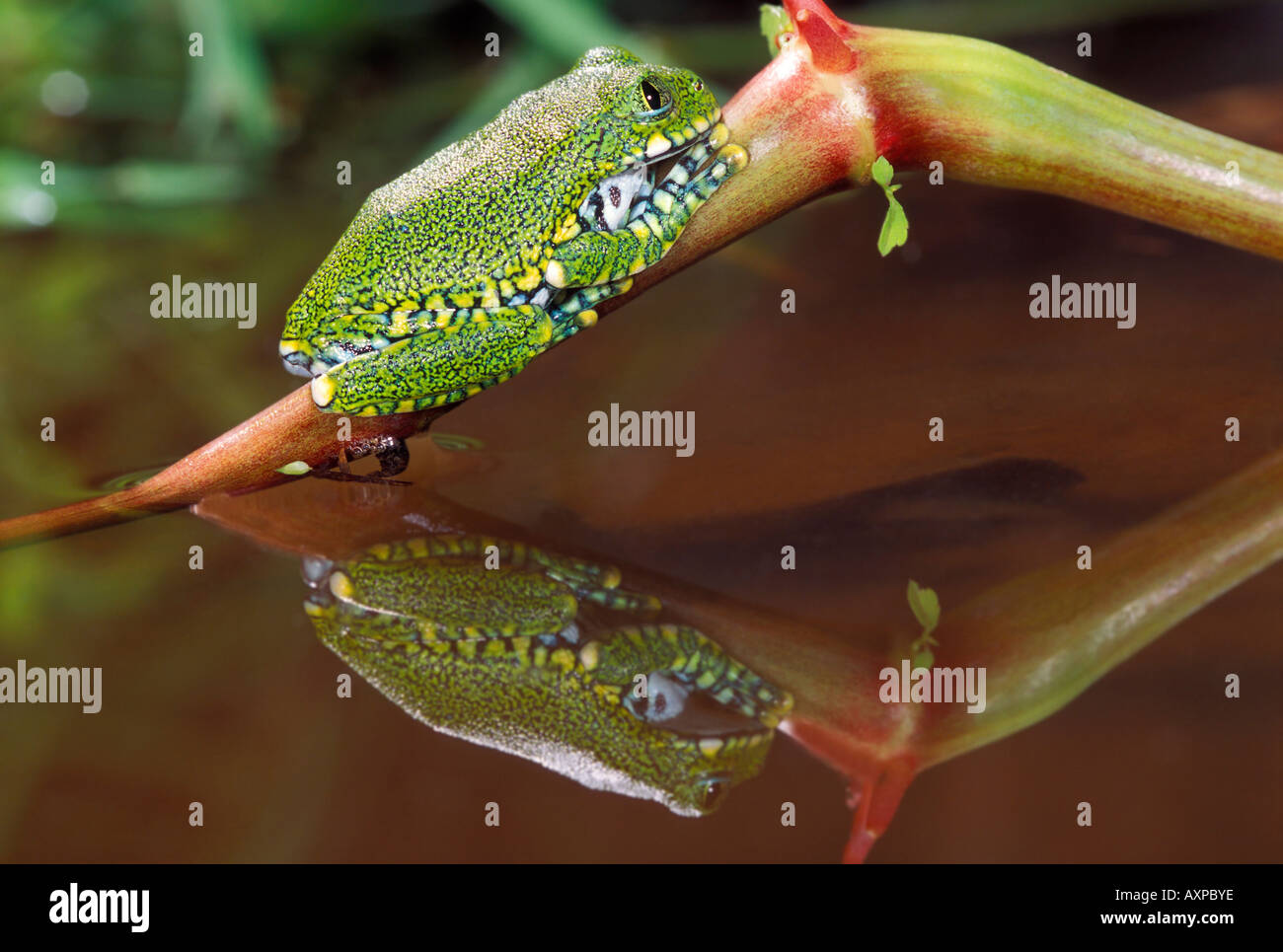 Big Eyed tree frog Stock Photo - Alamy