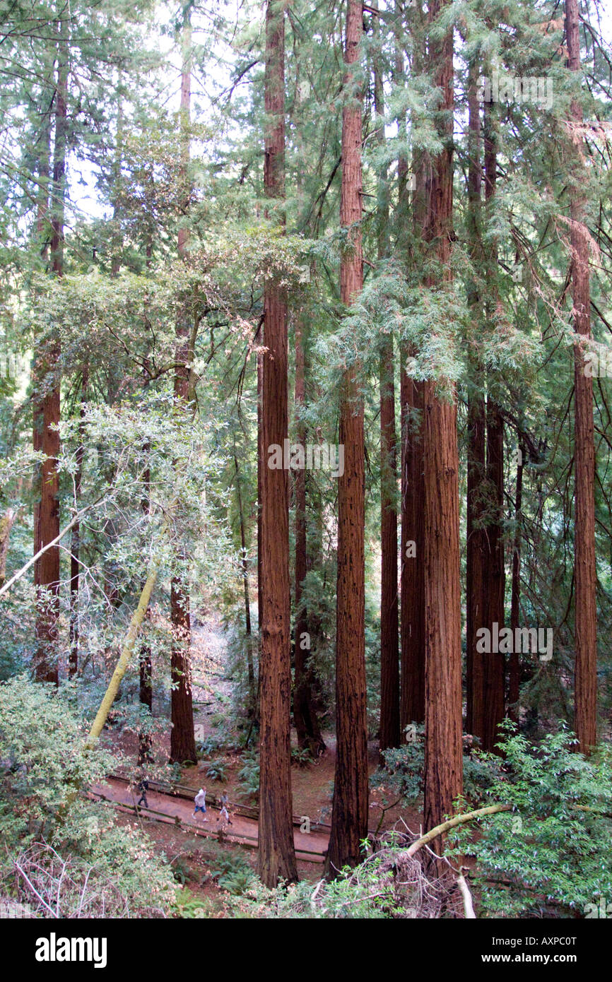 coast redwood trees at John Muir Woods Marin California USA Stock Photo ...