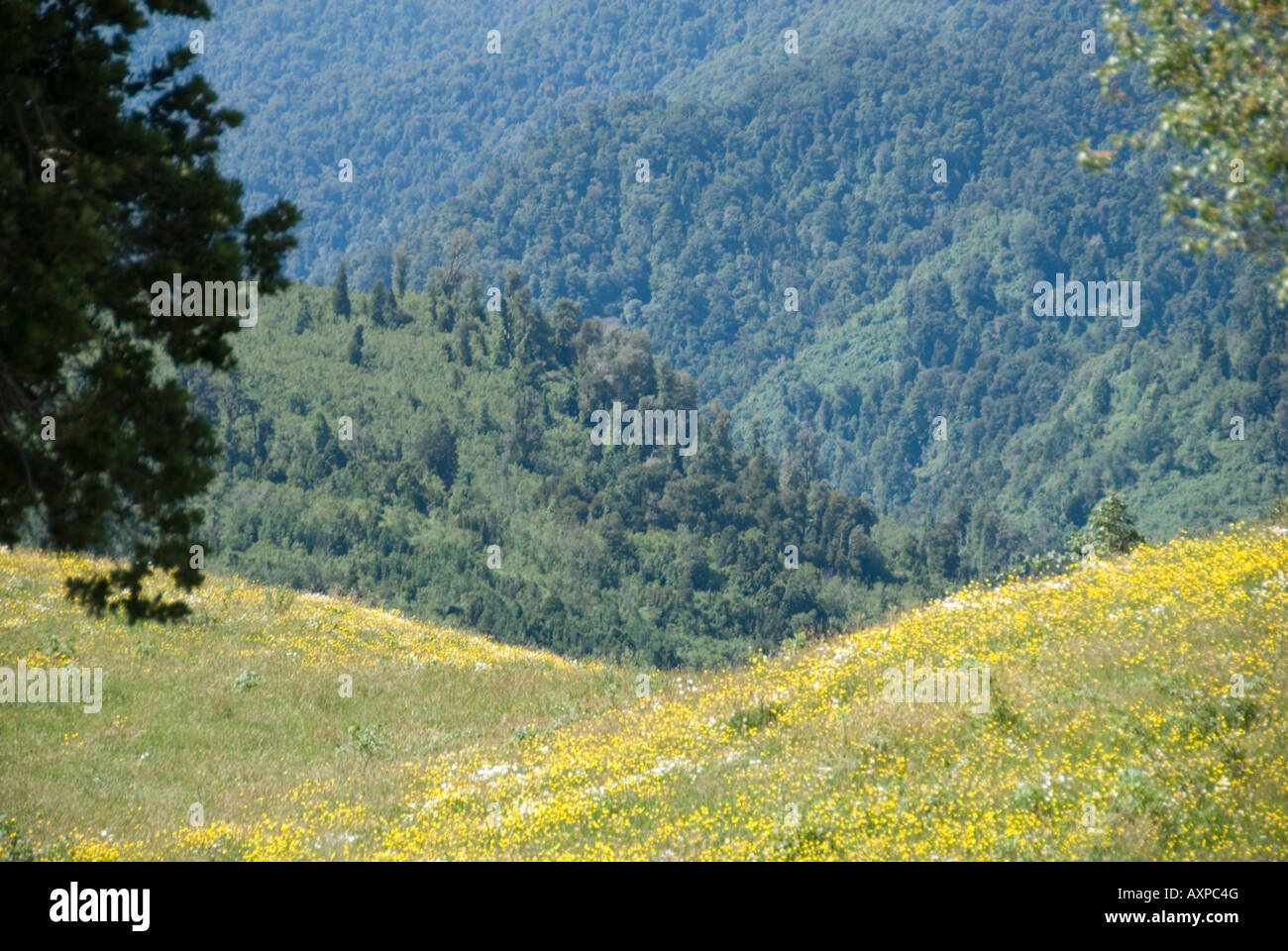Chile Lake District Stock Photo - Alamy