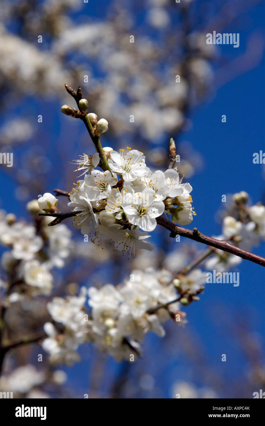 Blackthorn hedge hi-res stock photography and images - Alamy