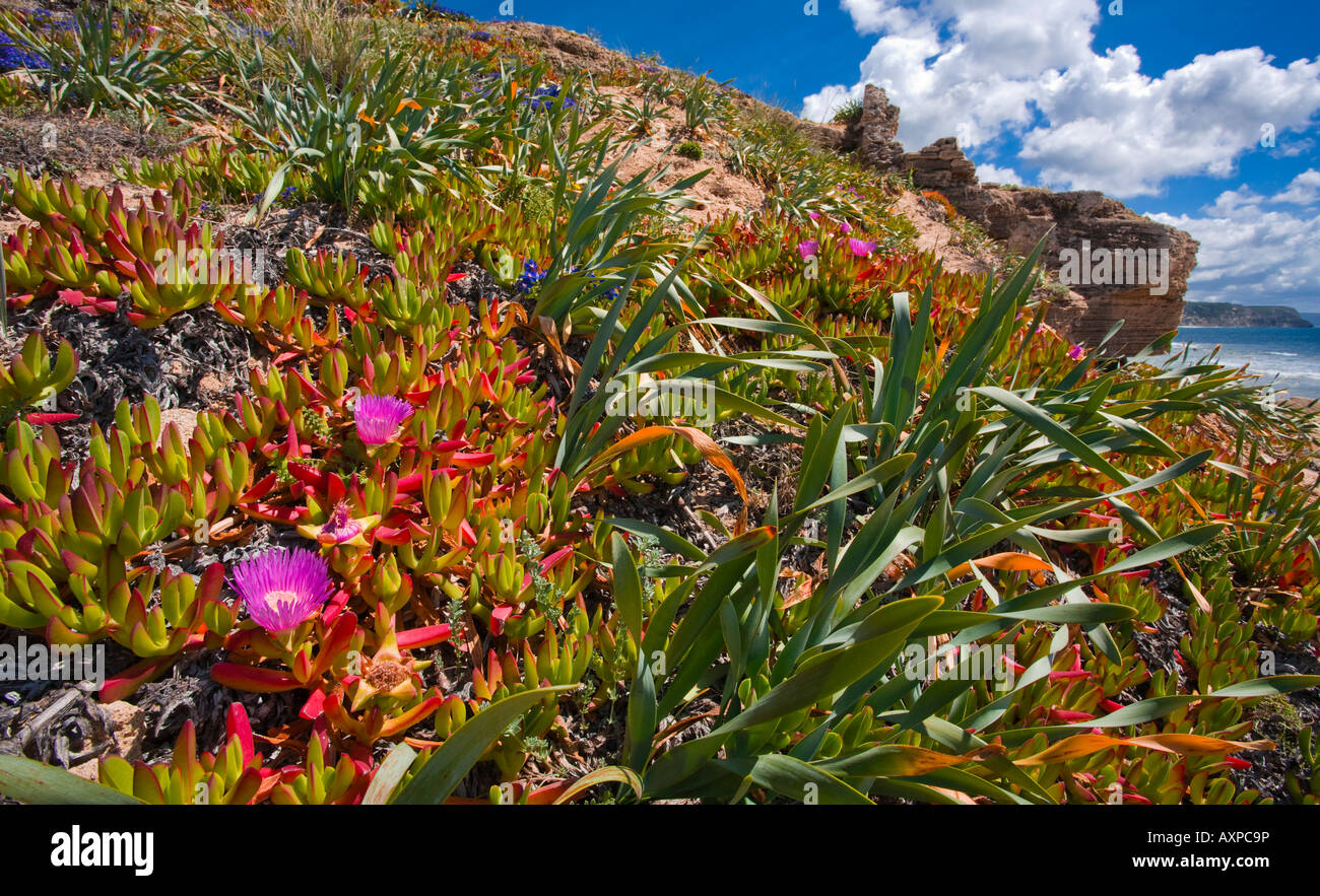 Cliff top flowers Stock Photo - Alamy