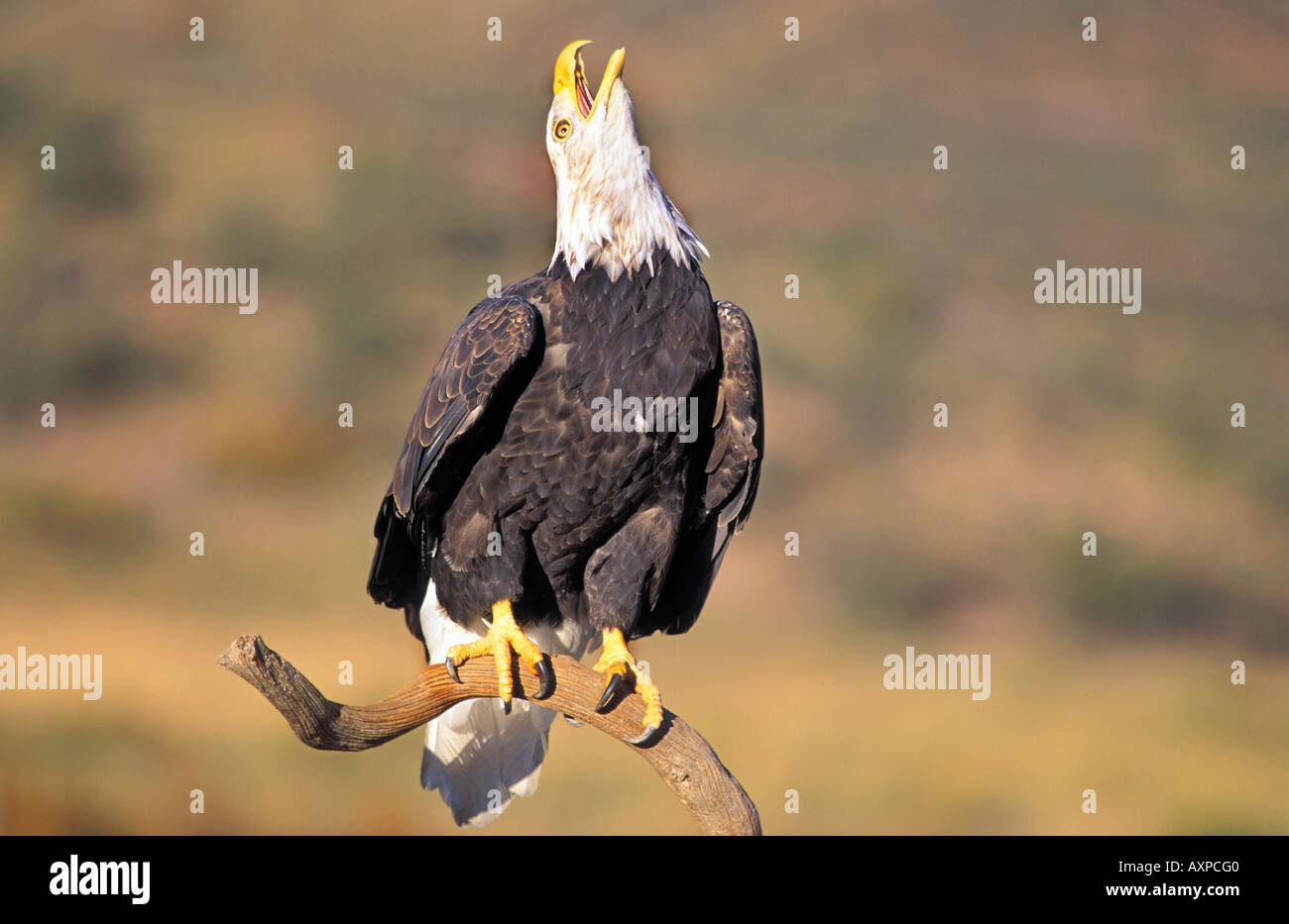 Bald eagle calling Stock Photo - Alamy