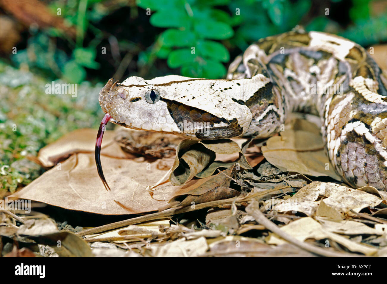 Gaboon Viper Stock Photos & Gaboon Viper Stock Images - Alamy