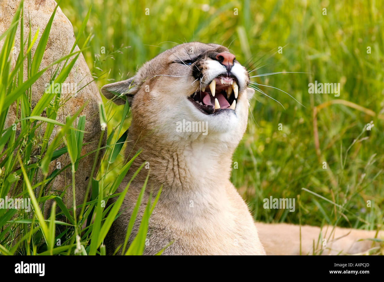 Snarling cougar hi-res stock photography and images - Alamy