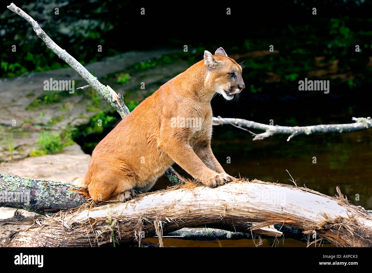 Cougar scratching log Stock Photo - Alamy