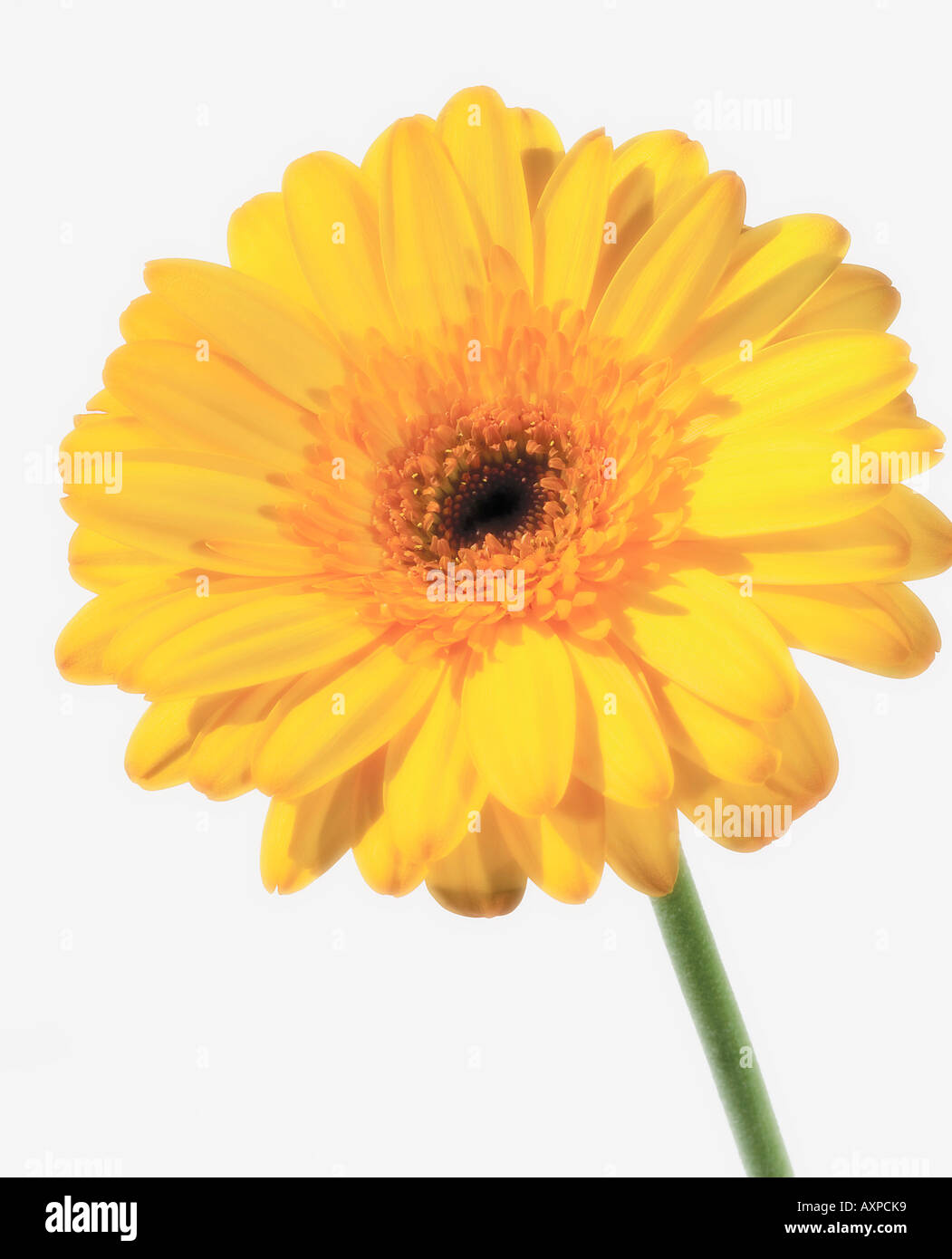 Yellow Gerbera Daisy Stock Photo - Alamy