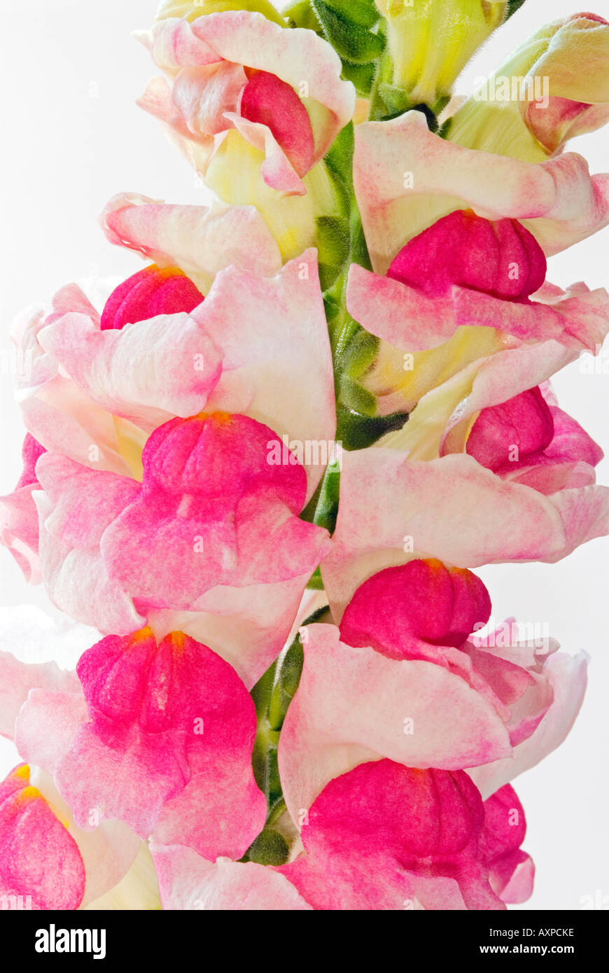 Pink and white snapdragon flowers Stock Photo - Alamy