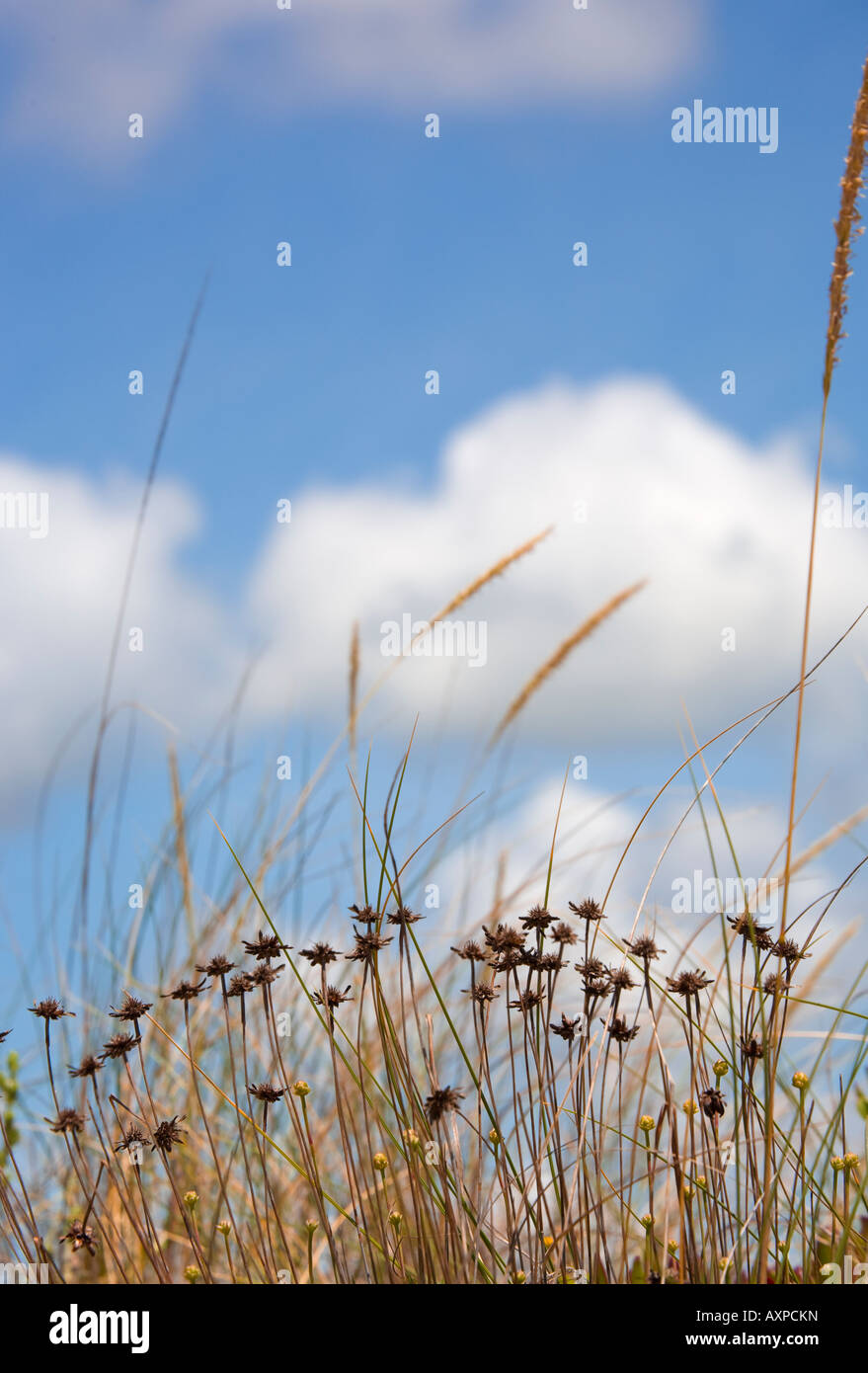 Marron grass hi-res stock photography and images - Alamy