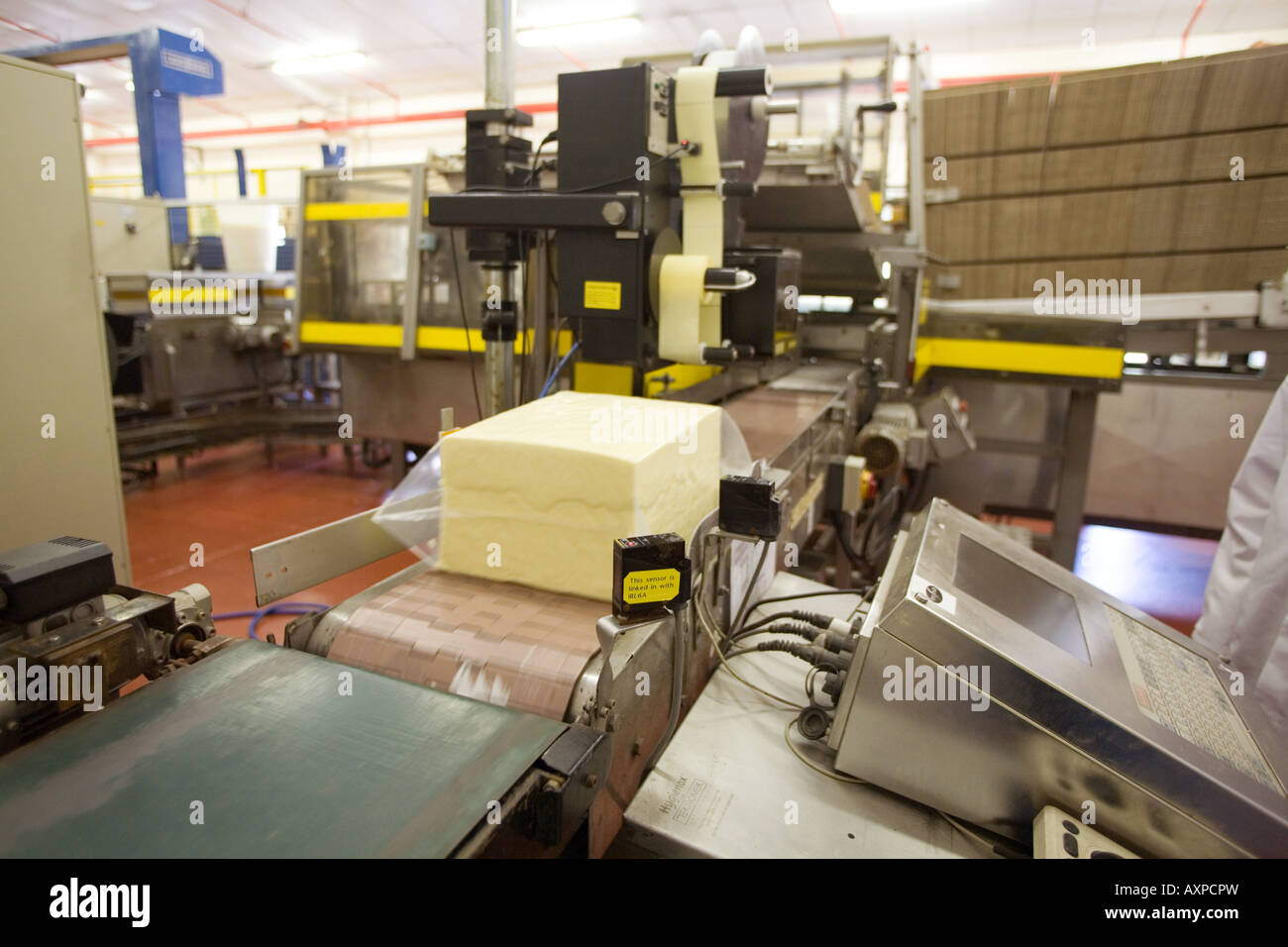 Blocks of cheddar on conveyor belt in Cheese factory processing plant ...