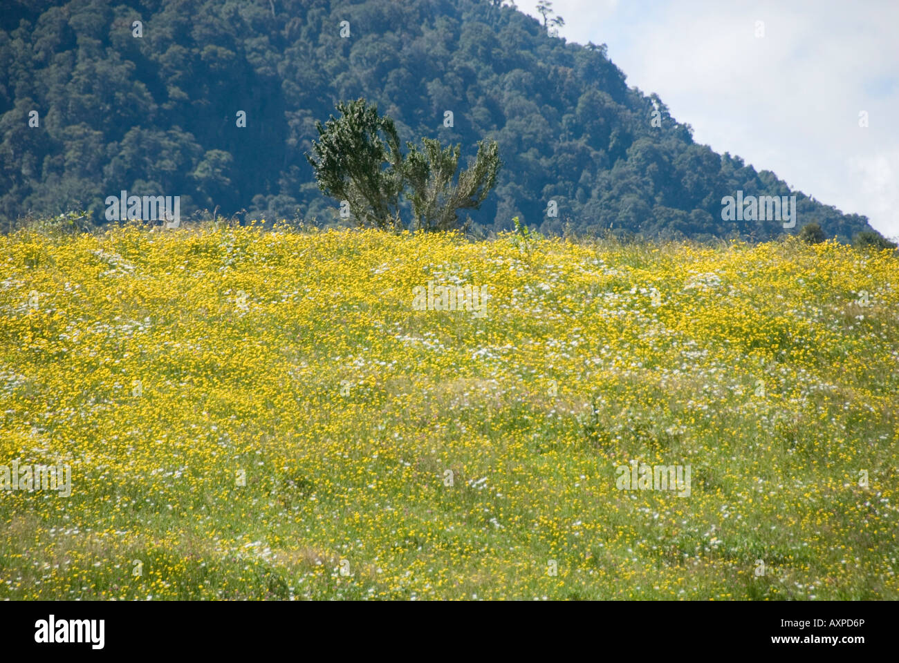 Chile Lake District Stock Photo - Alamy
