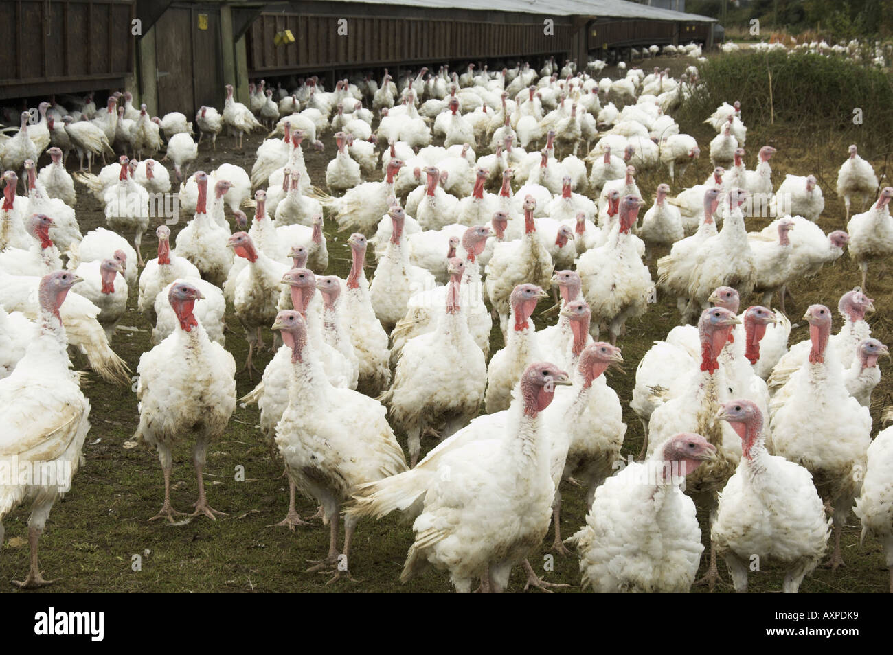 White turkeys hi-res stock photography and images - Alamy
