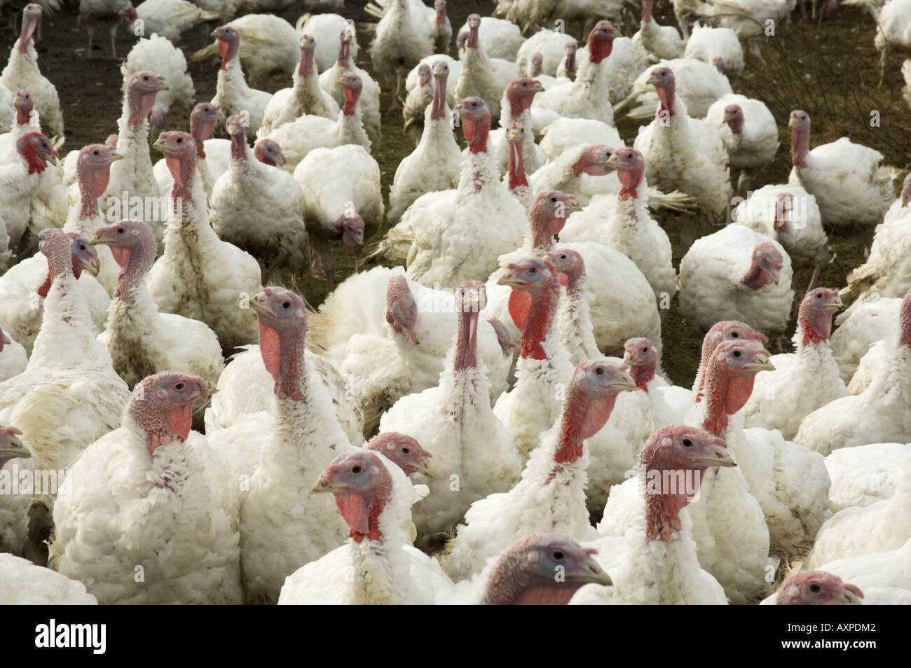Free range white turkeys, Norfolk, UK Stock Photo - Alamy