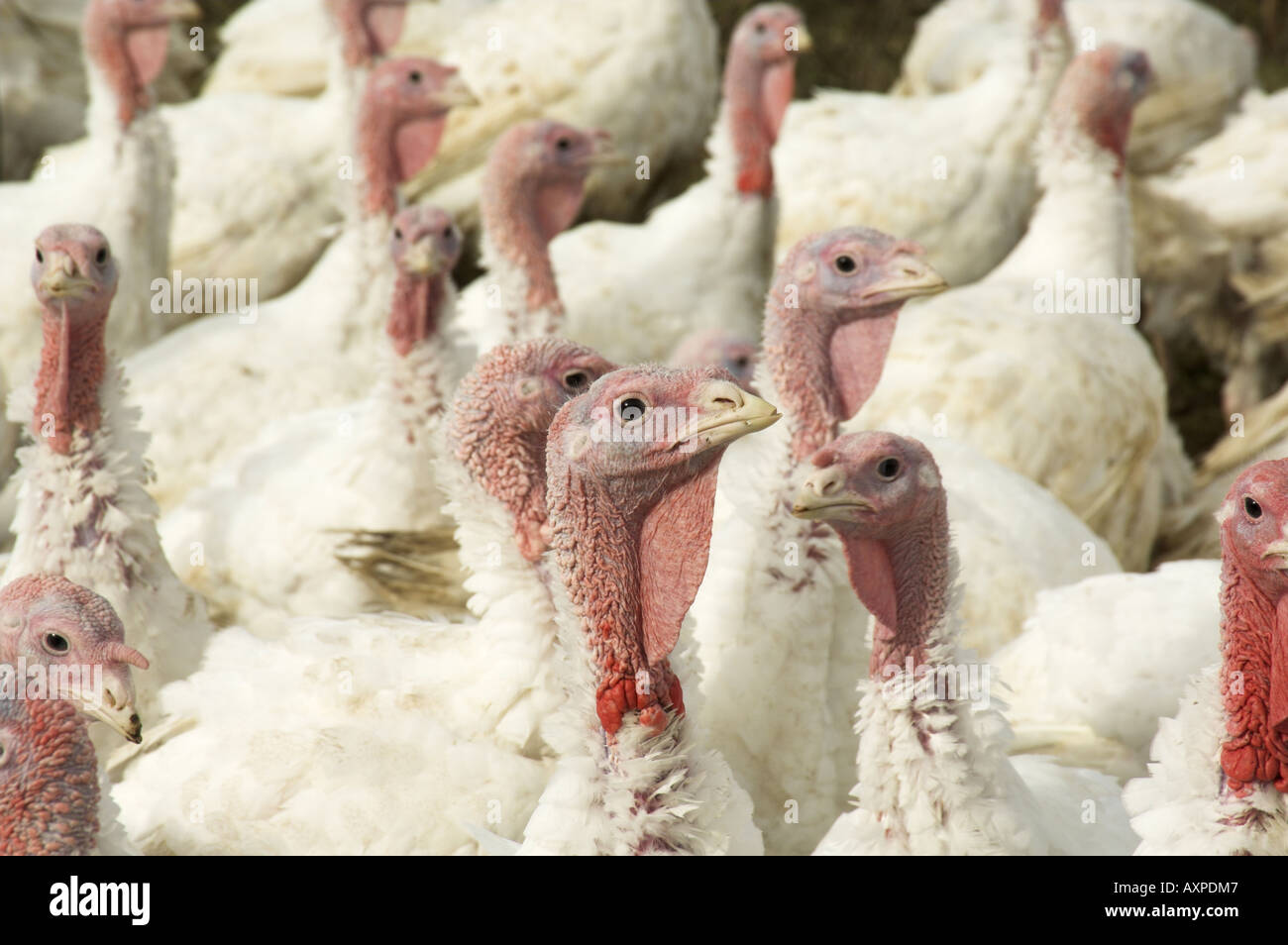 Free range white turkeys, Norfolk, UK Stock Photo - Alamy