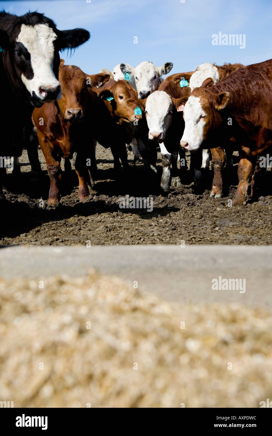 Herded by hi-res stock photography and images - Alamy