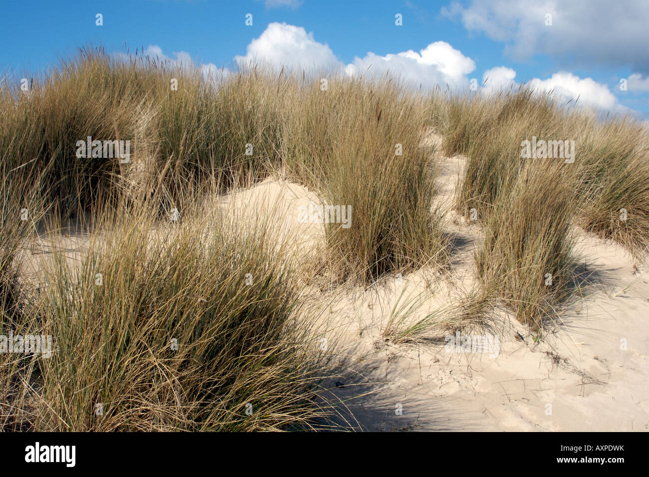 Sand Dunes at Studland Beach Dorset England Stock Photo - Alamy