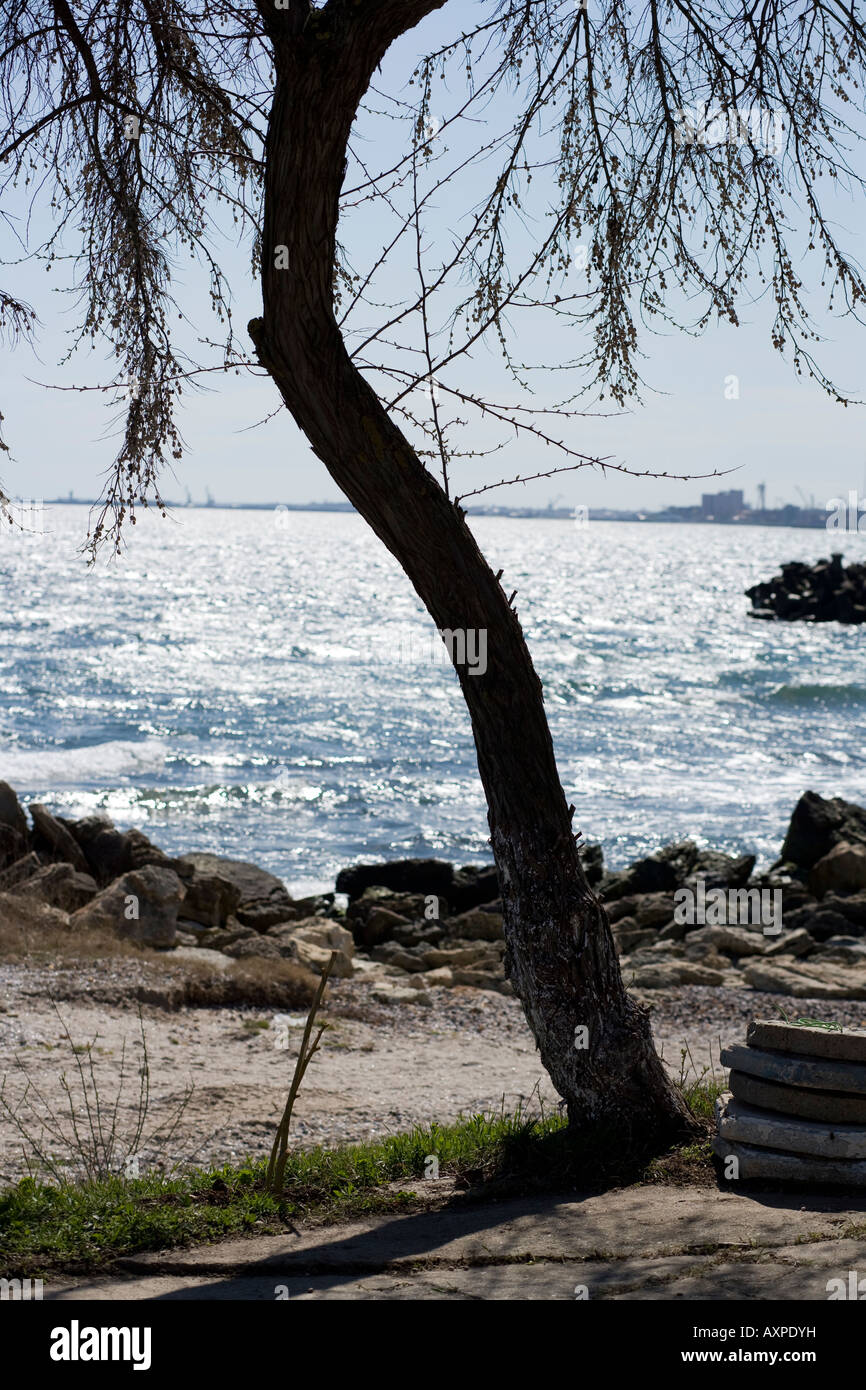 tree near sea shore with sand and grass Stock Photo - Alamy