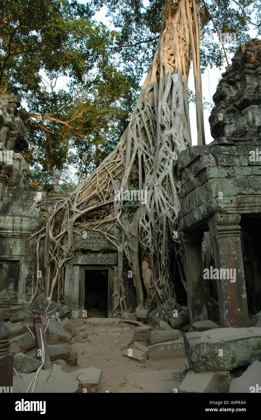 Roots of a strangler fig tree around a doorway at the Ta Prohn temple ...