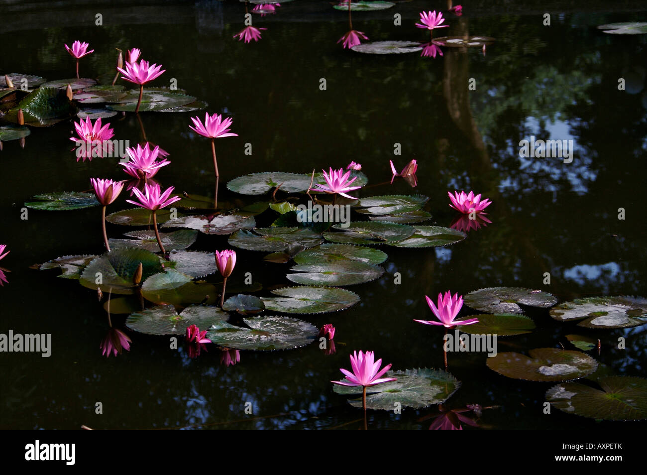 Water Lily Flowers Temple of Literature Stock Photo - Alamy