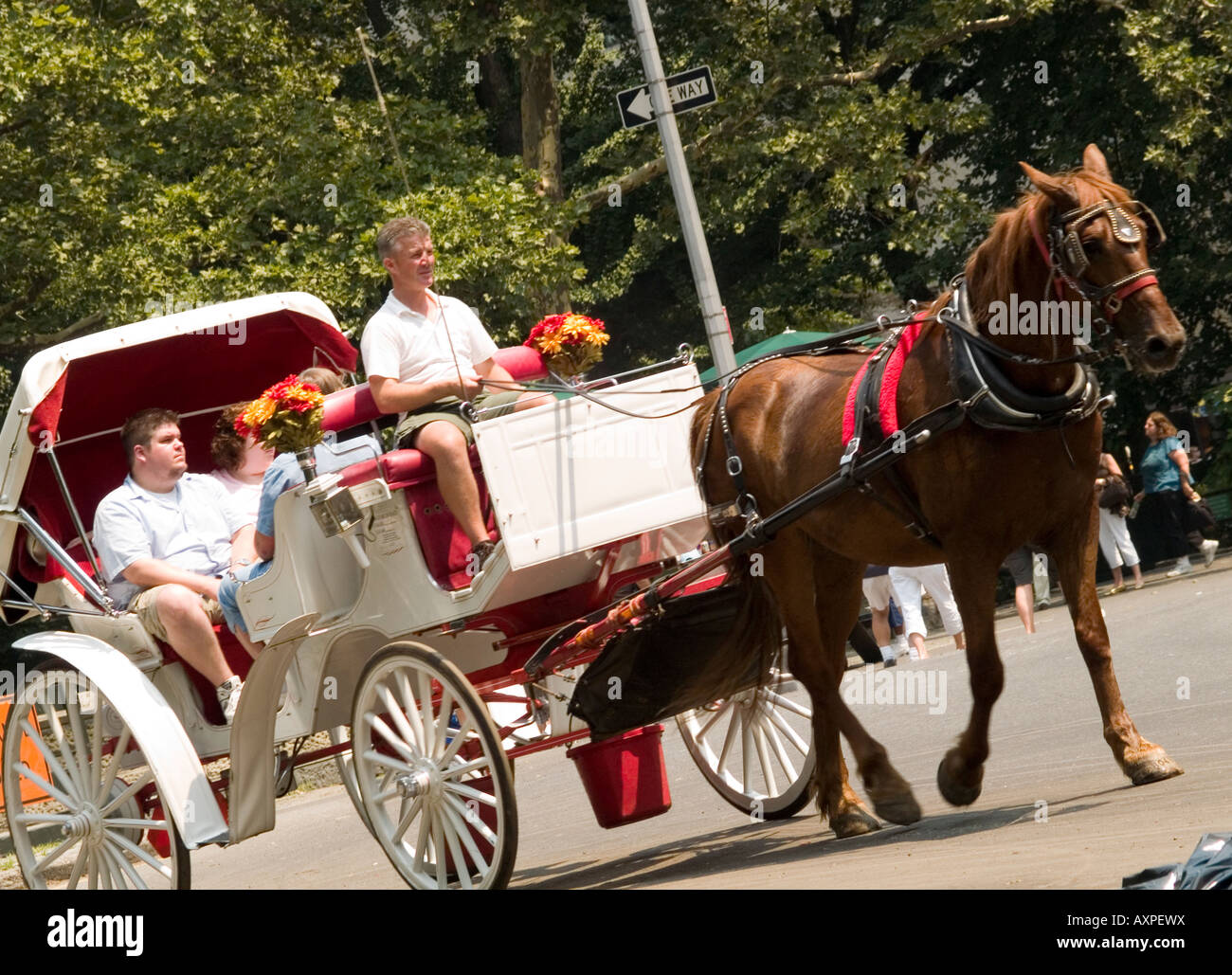 A horse and cart taking tourists on a sightseeing tour of Central Park ...